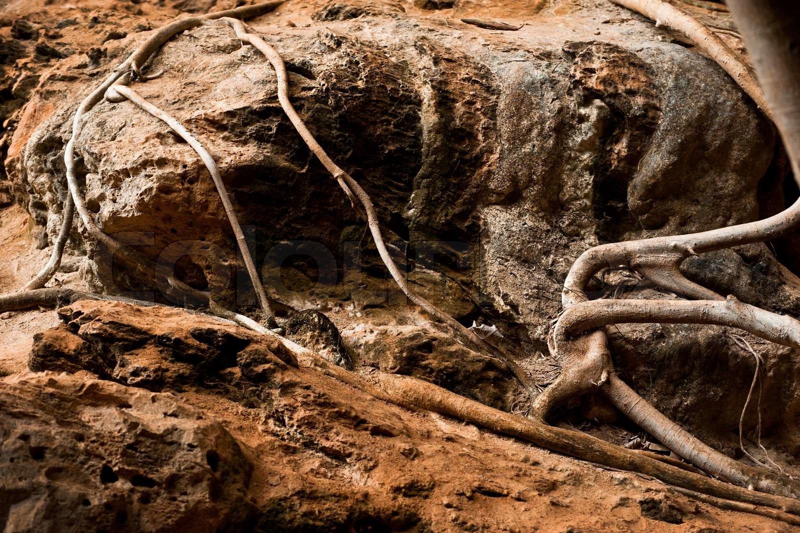 Roots of tree growing inside cave of tropical rainforest | Stock image ...