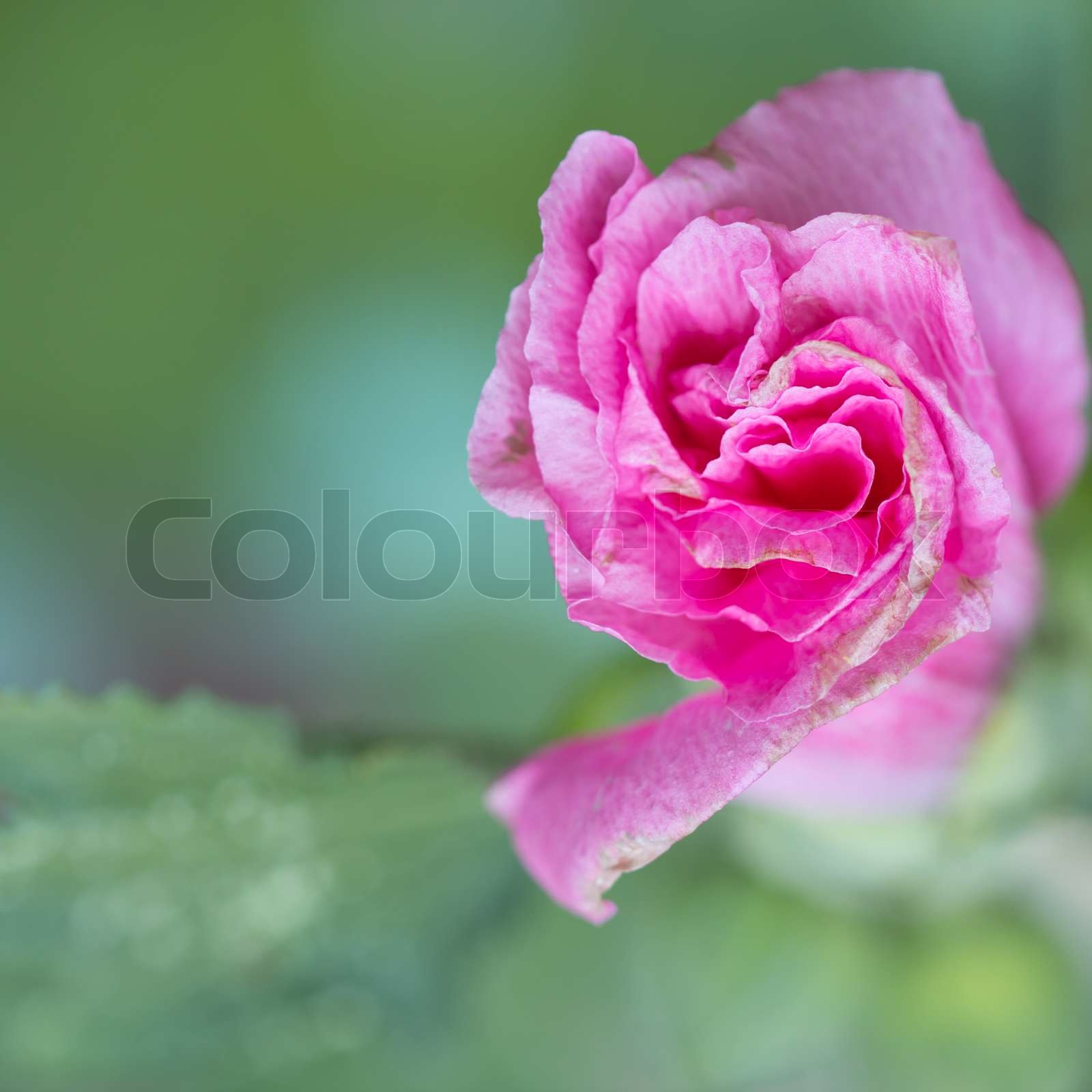 rosa Blume | Stock Bild | Colourbox