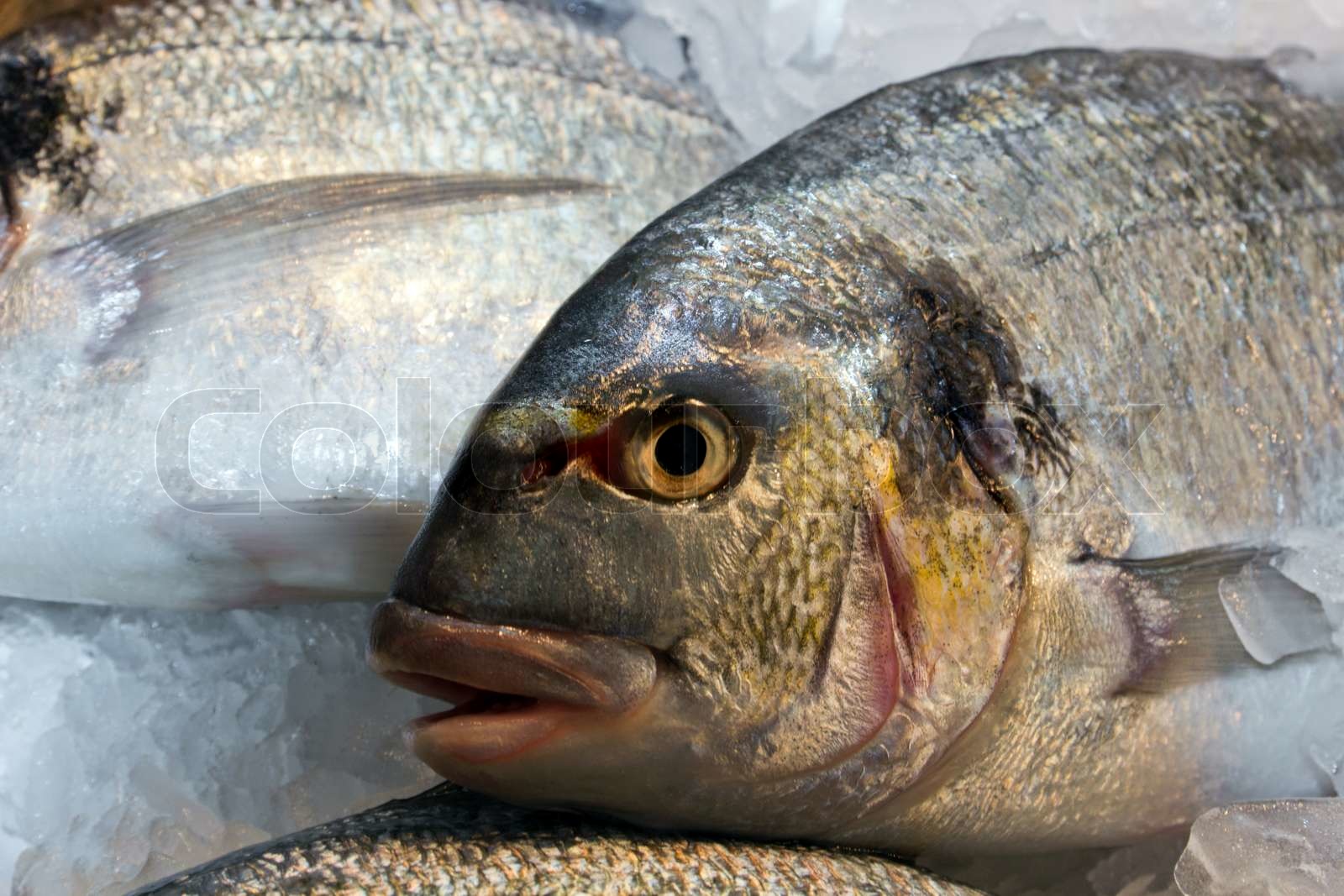 frische Dorade Fisch auf Eis | Stock Bild | Colourbox