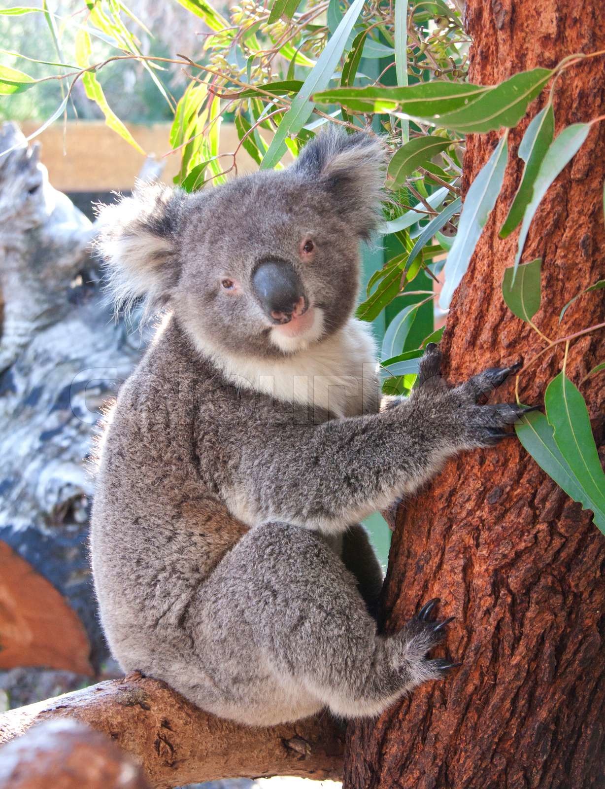 pretty koala bear | Stock image | Colourbox