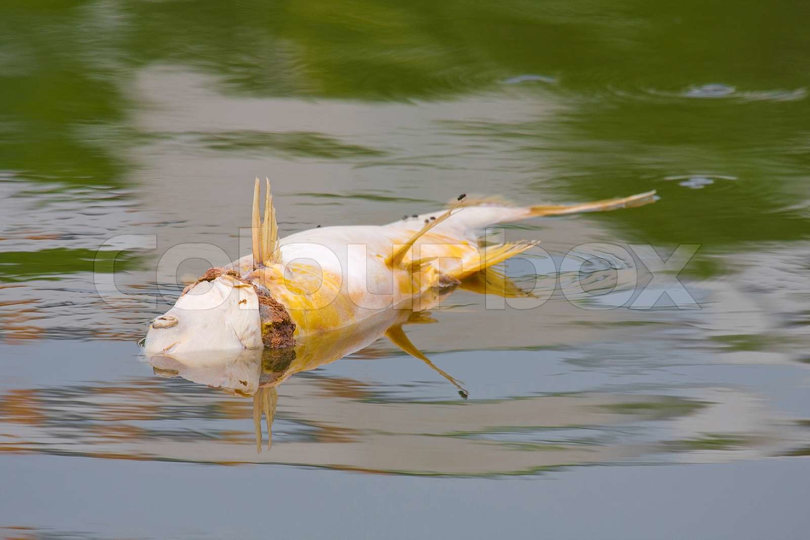 Died fish caused by water pollution | Stock image | Colourbox