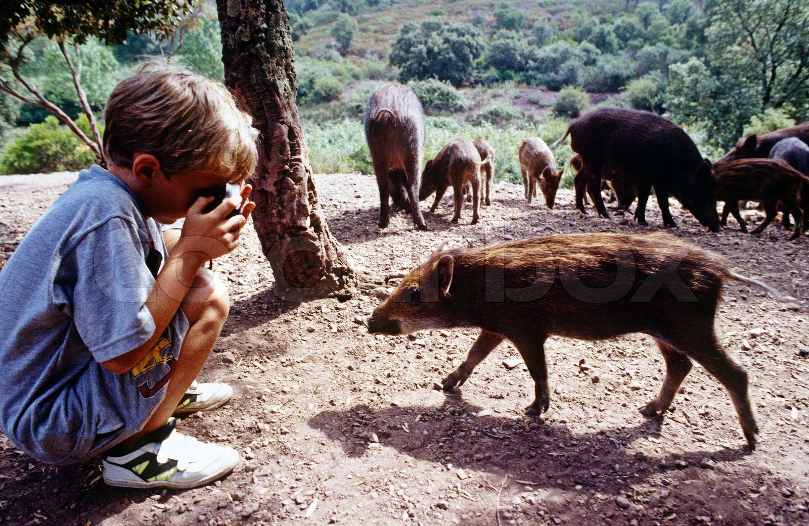 Smile little wild boar | Stock image | Colourbox