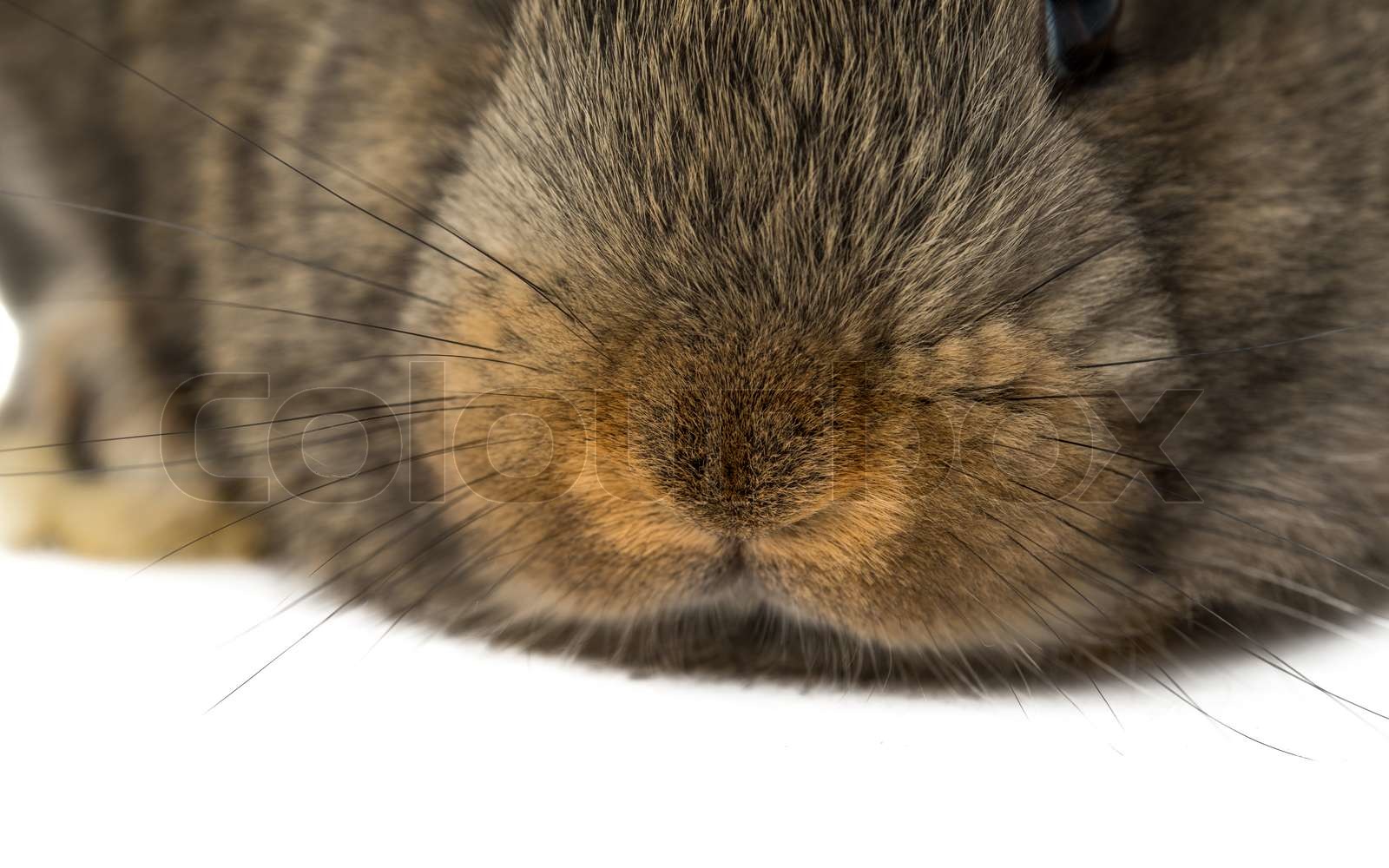 rabbit mouth and nose | Stock image | Colourbox