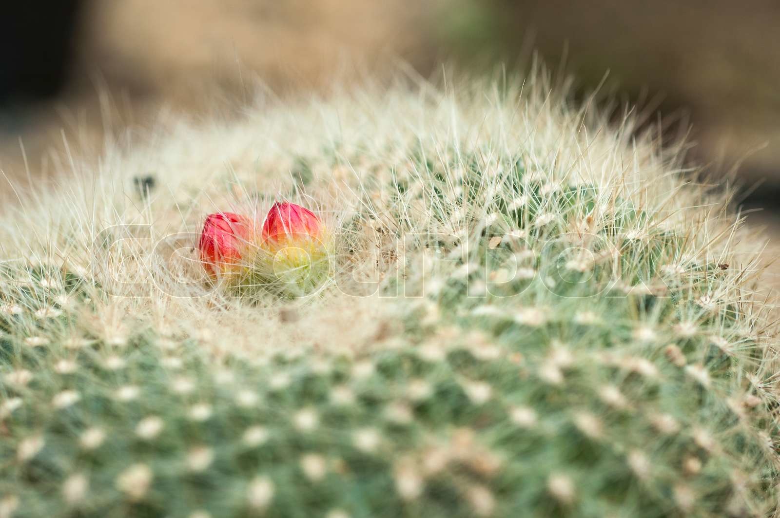 Cactus flower buds | Stock image | Colourbox