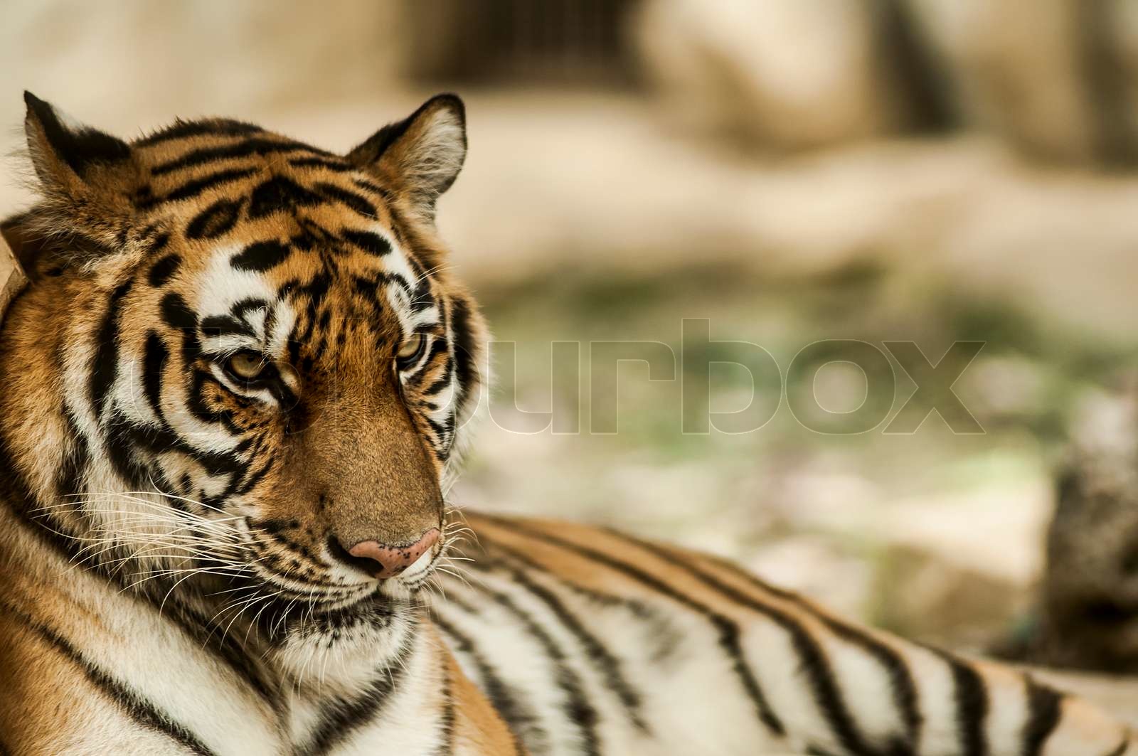 Calming Tiger, portrait of a bengal tiger | Stock image | Colourbox