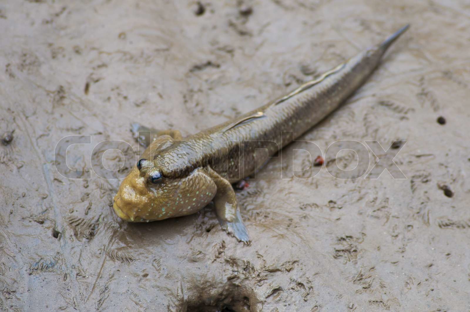 mudskipper | Stock image | Colourbox