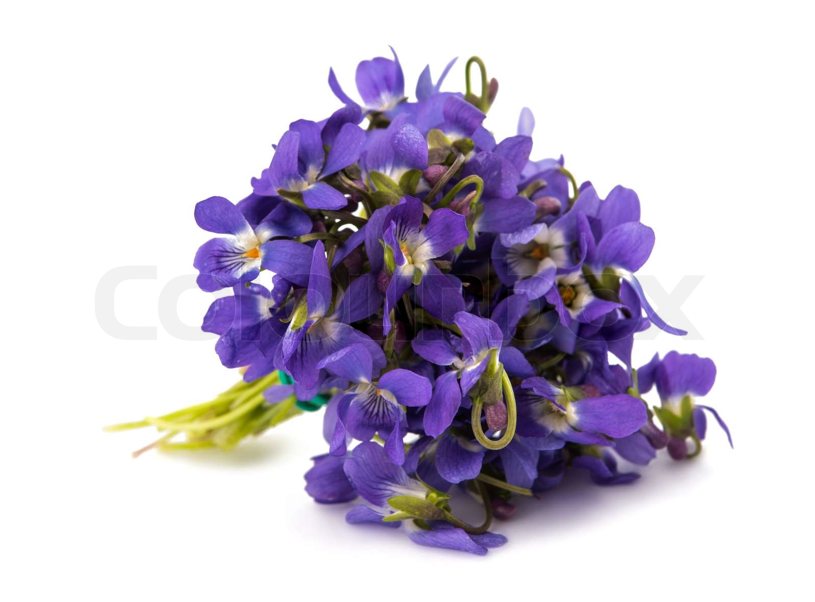 violette Blume isoliert | Stock Bild | Colourbox