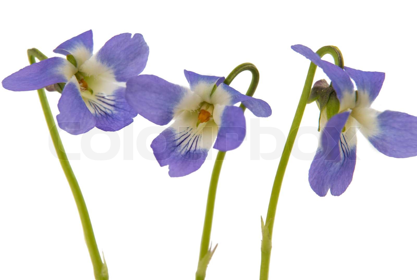 violette Blume isoliert | Stock Bild | Colourbox