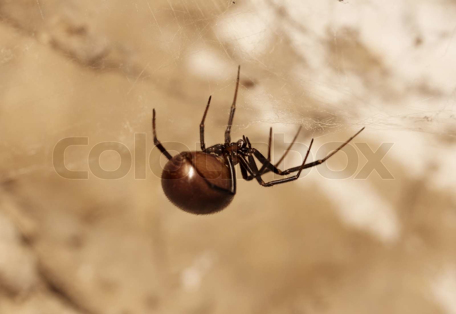 edderkop på jagt marco | Stock foto | Colourbox