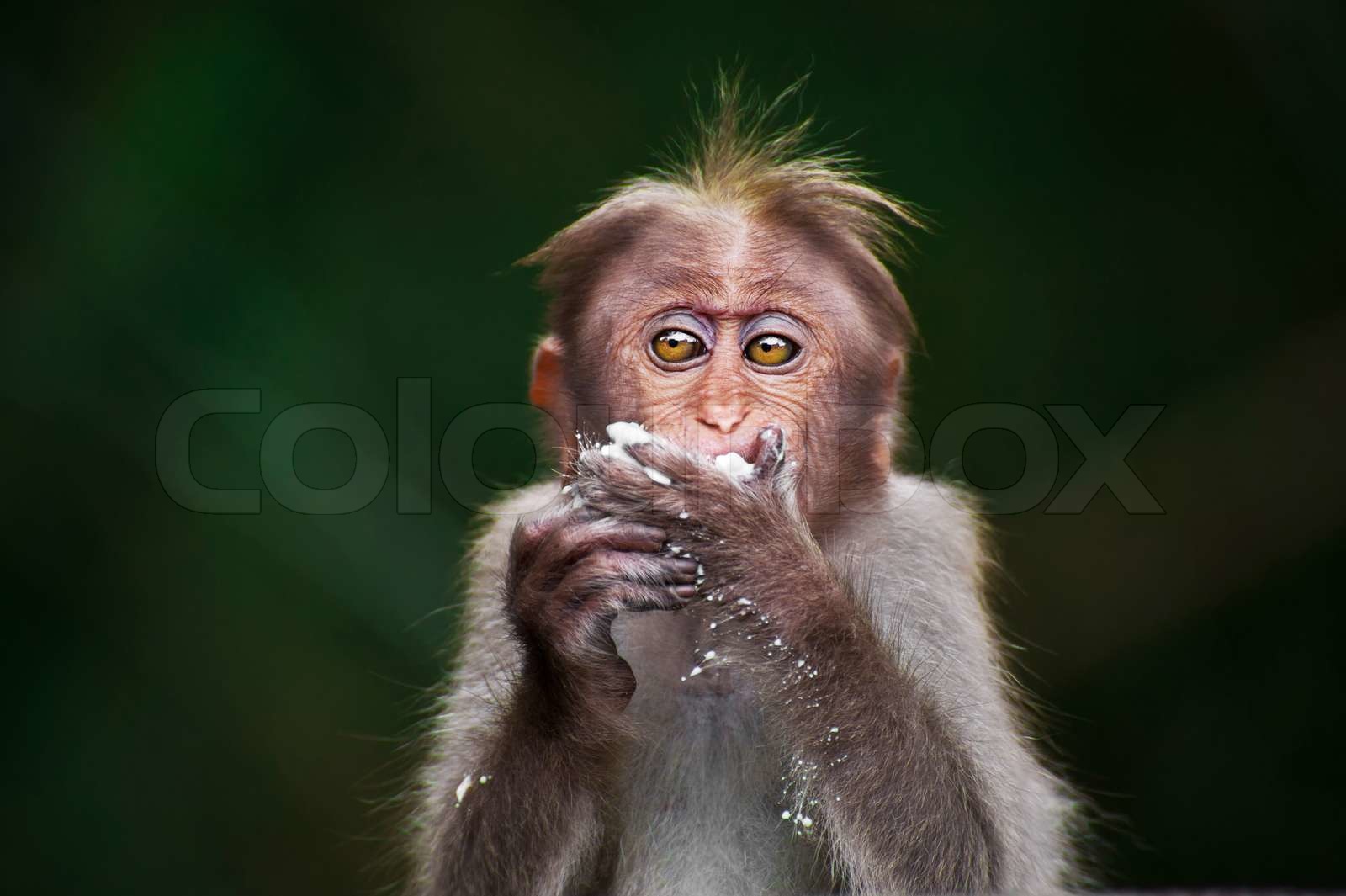 Small monkey eating food in bamboo forest South India | Stock image ...