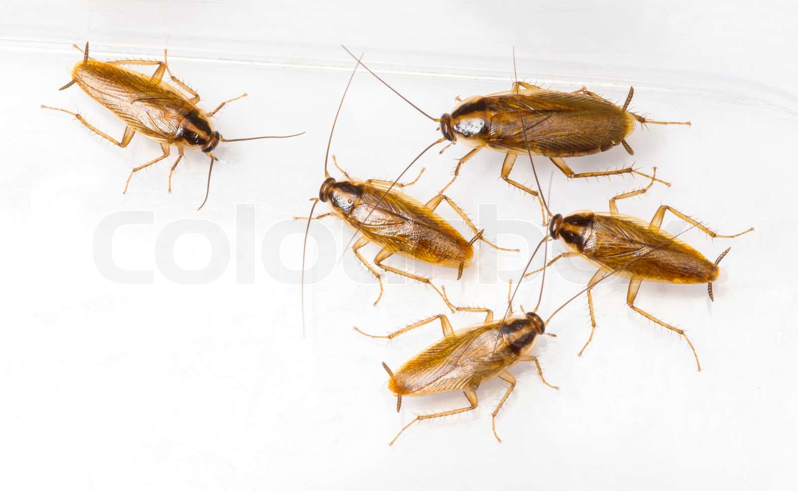 Blattella germanica german cockroach | Stock image | Colourbox