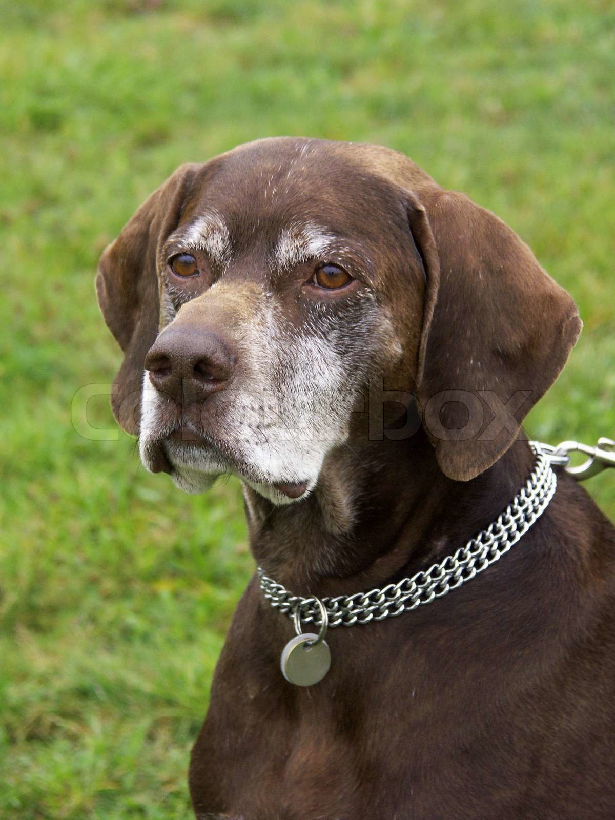 Very Old Pointing Dog | Stock image | Colourbox