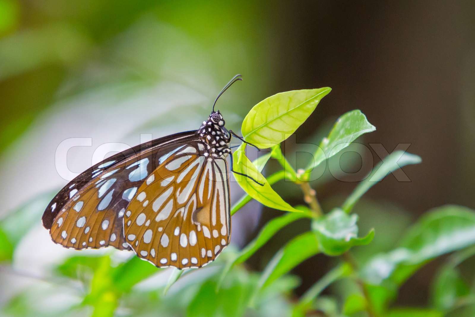 Dark Glassy Tiger butterfly in public park in Thailand | Stock image ...