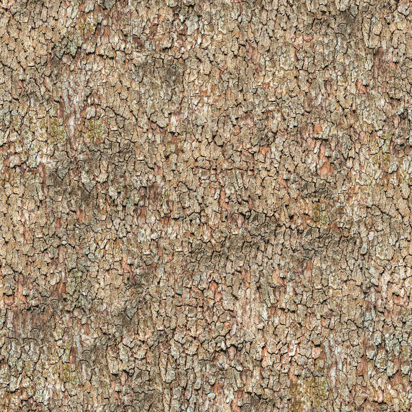 Seamless Texture Bark | Stock image | Colourbox