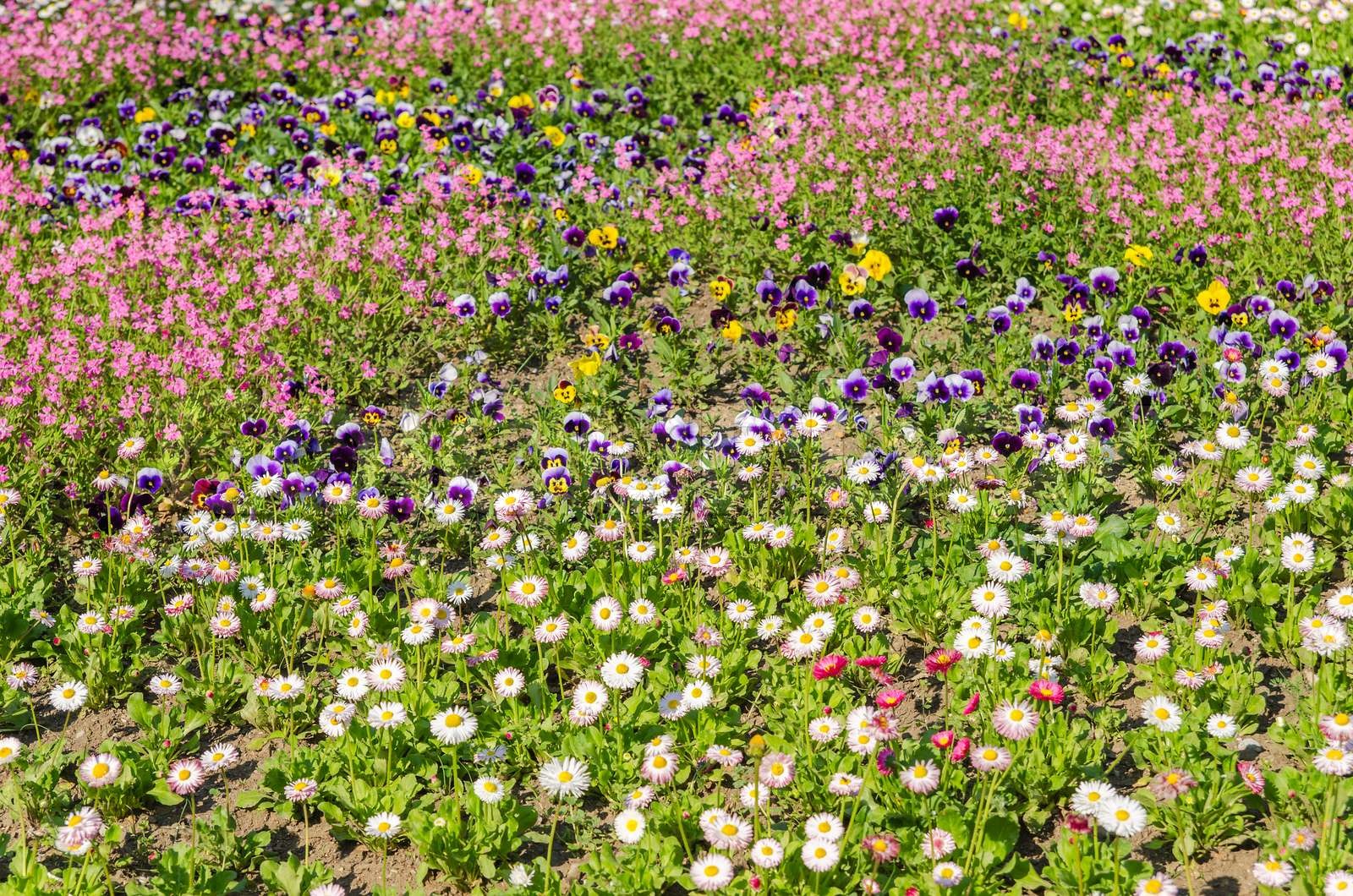 Frühlingsblumen auf dem Feld | Stock Bild | Colourbox