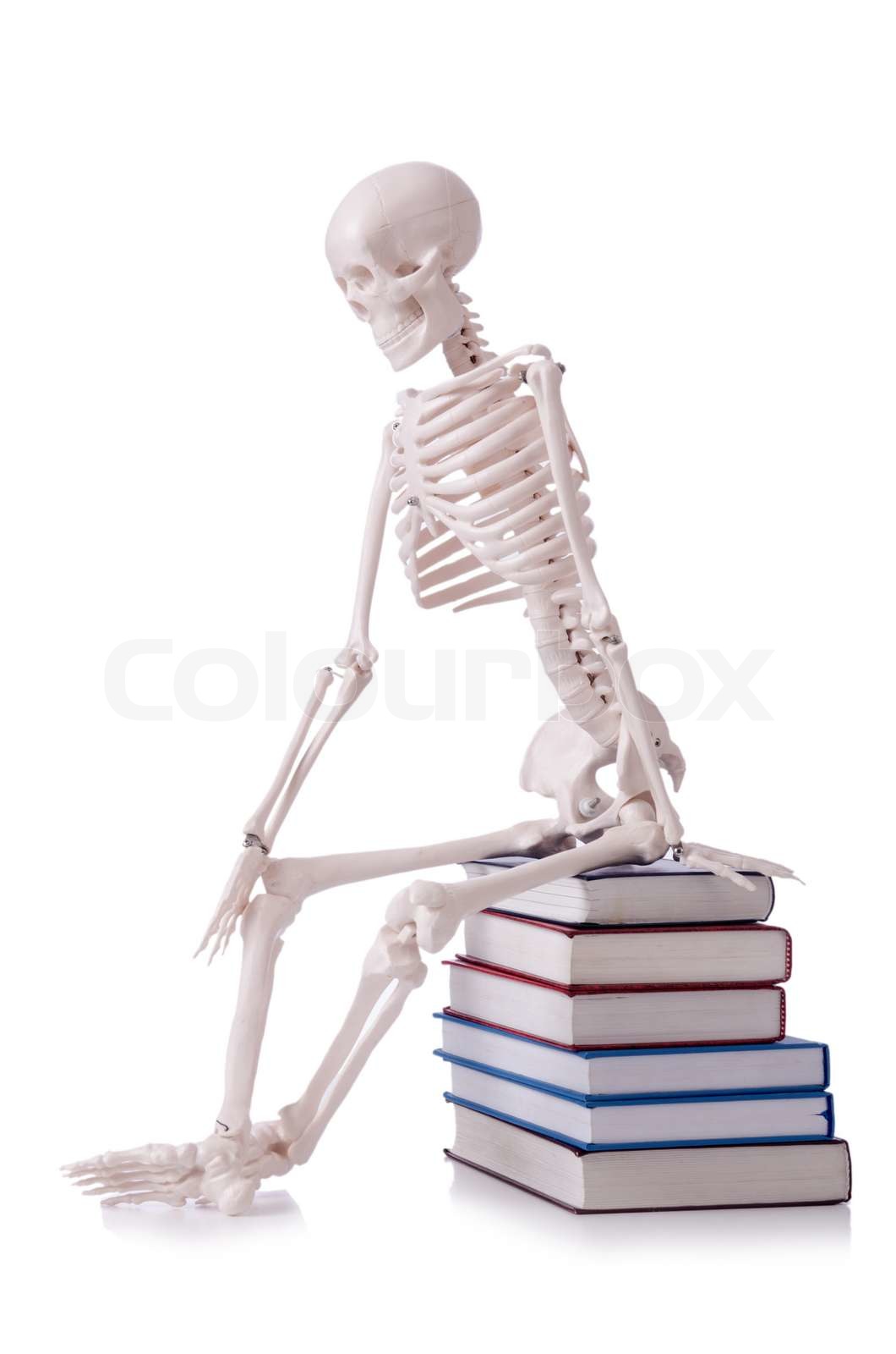 Skeleton reading books on white | Stock image | Colourbox