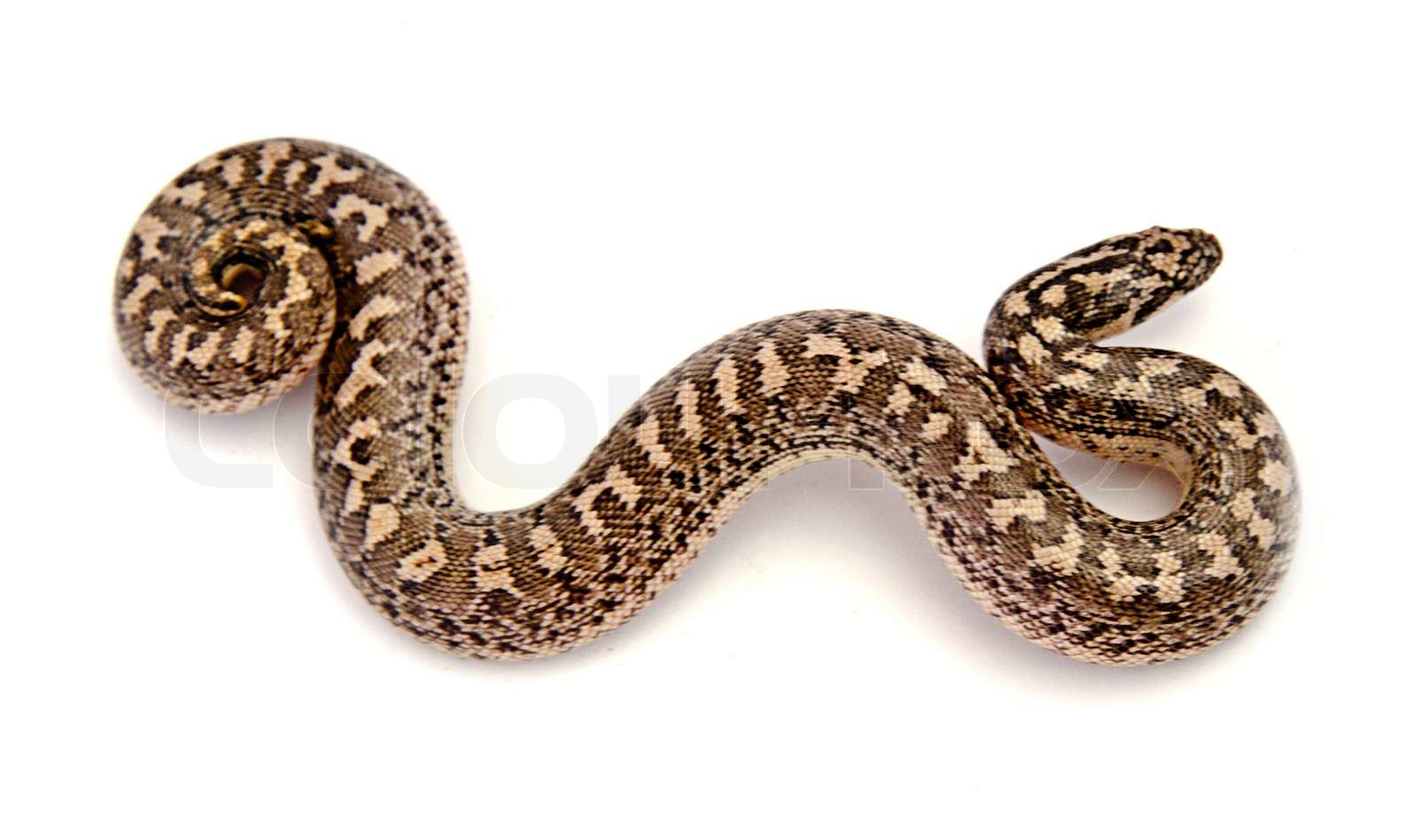 Dwarf sand boa | Stock image | Colourbox