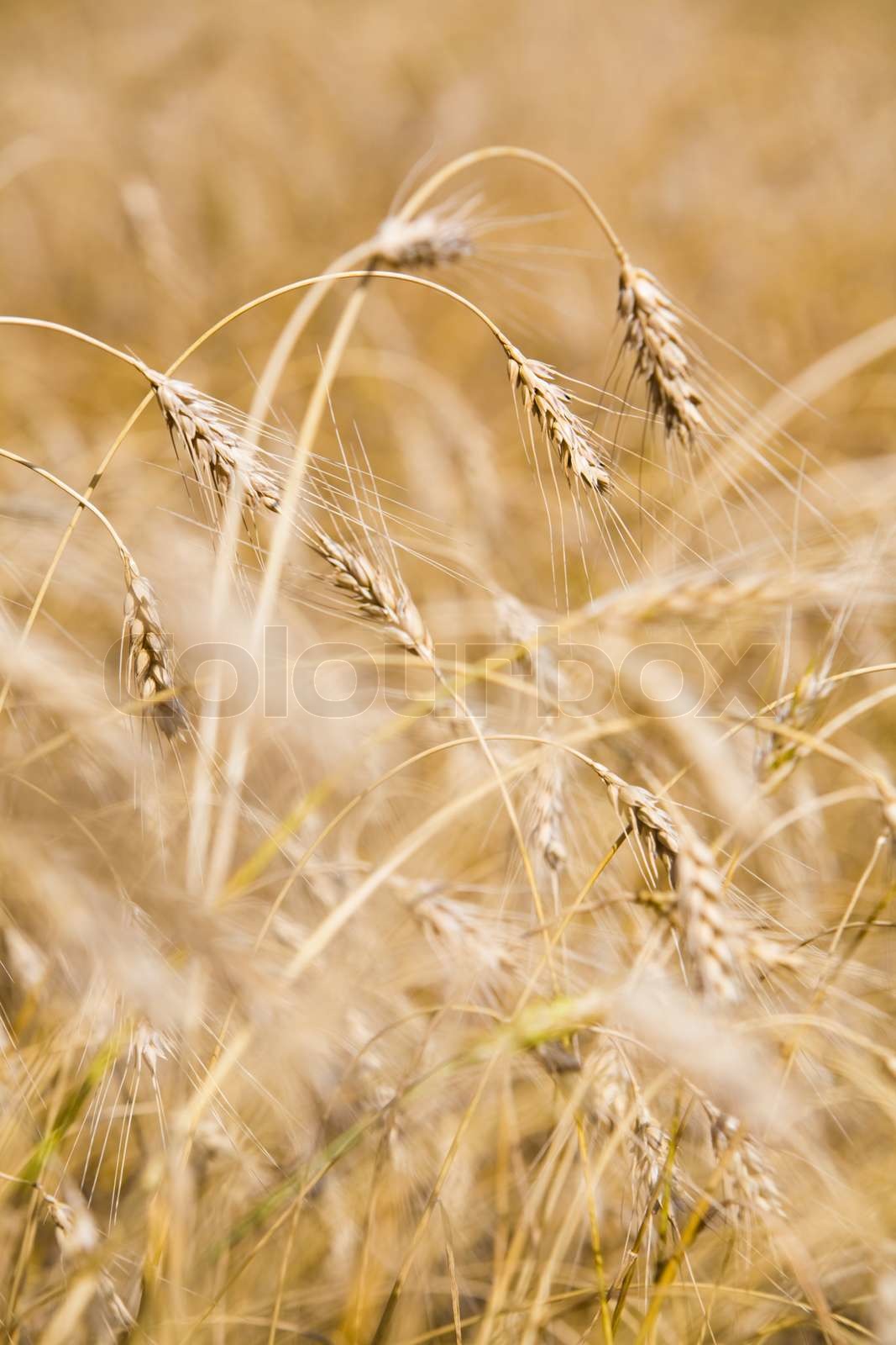Golden crops | Stock image | Colourbox