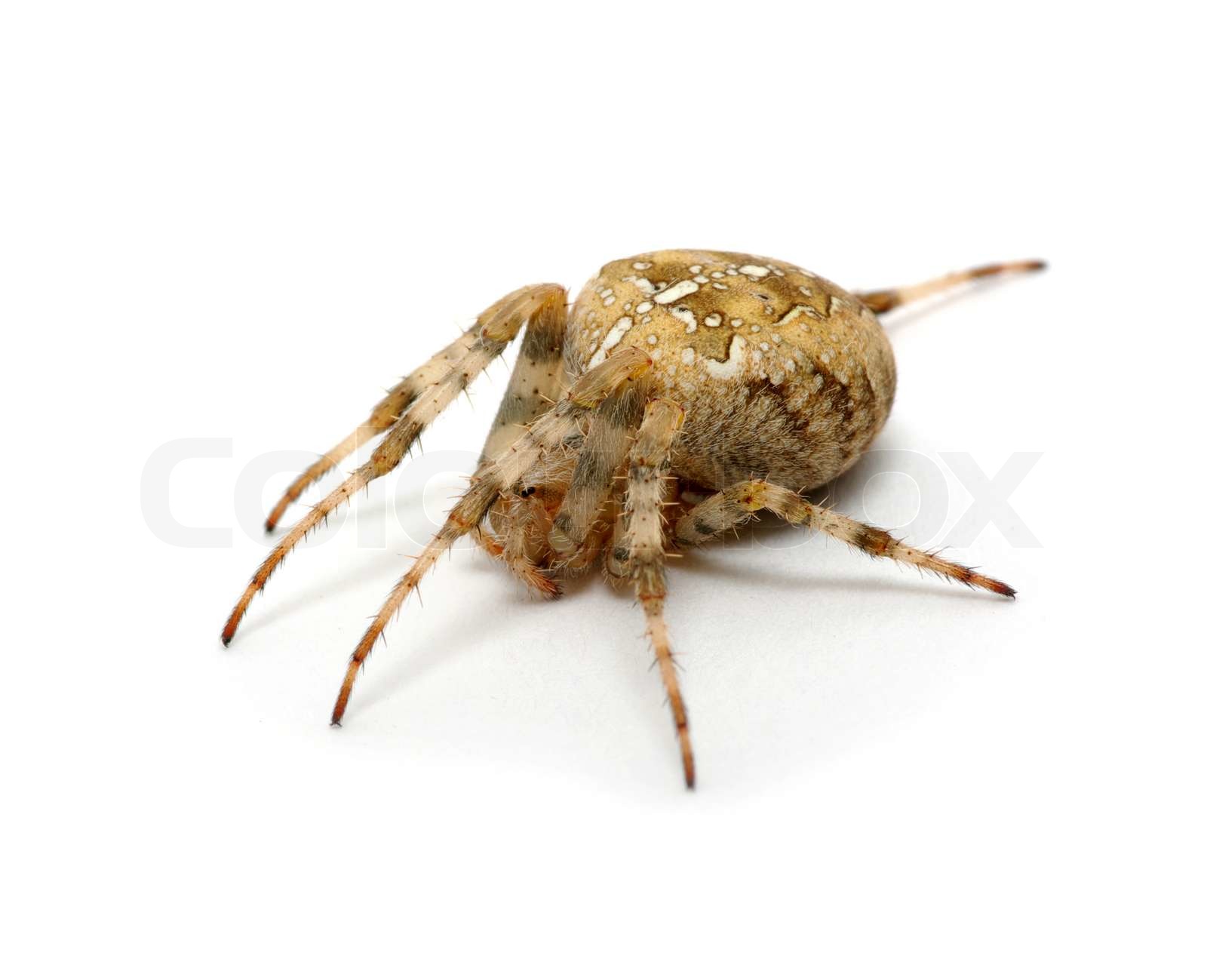 Spider | Stock image | Colourbox