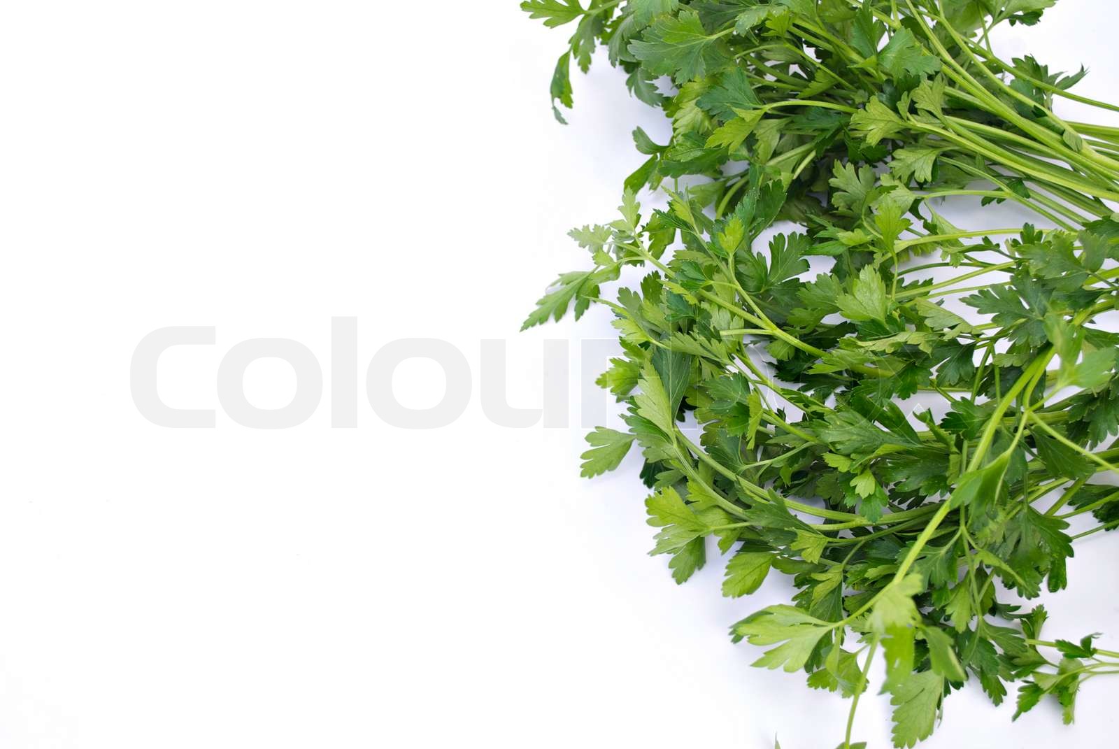 Parsley | Stock image | Colourbox