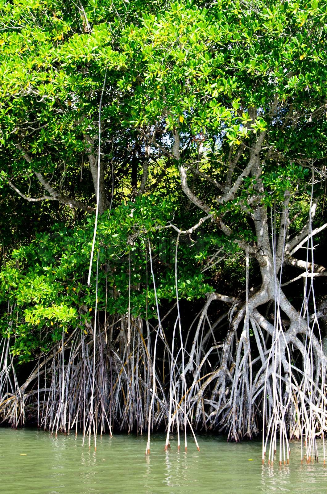 mangrove trees | Stock image | Colourbox