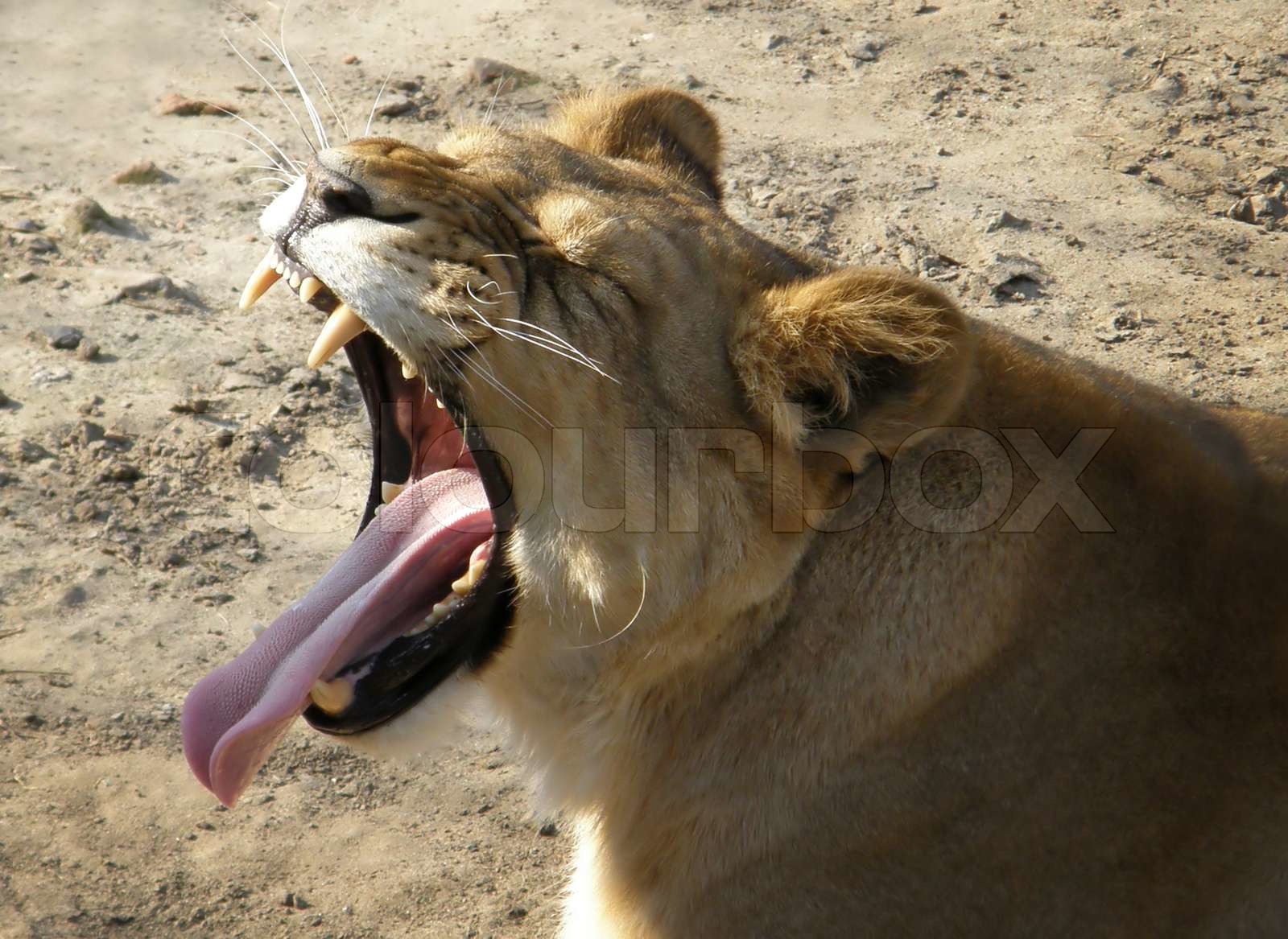 lioness opened mouth | Stock image | Colourbox