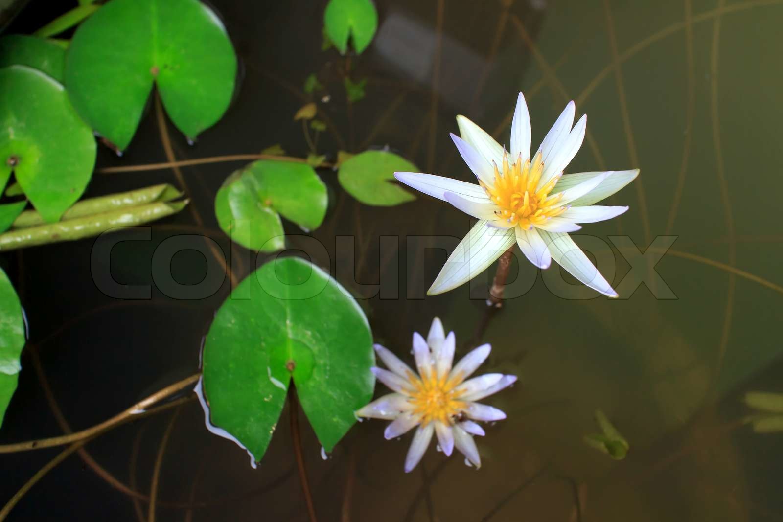 Lotus | Stock Bild | Colourbox