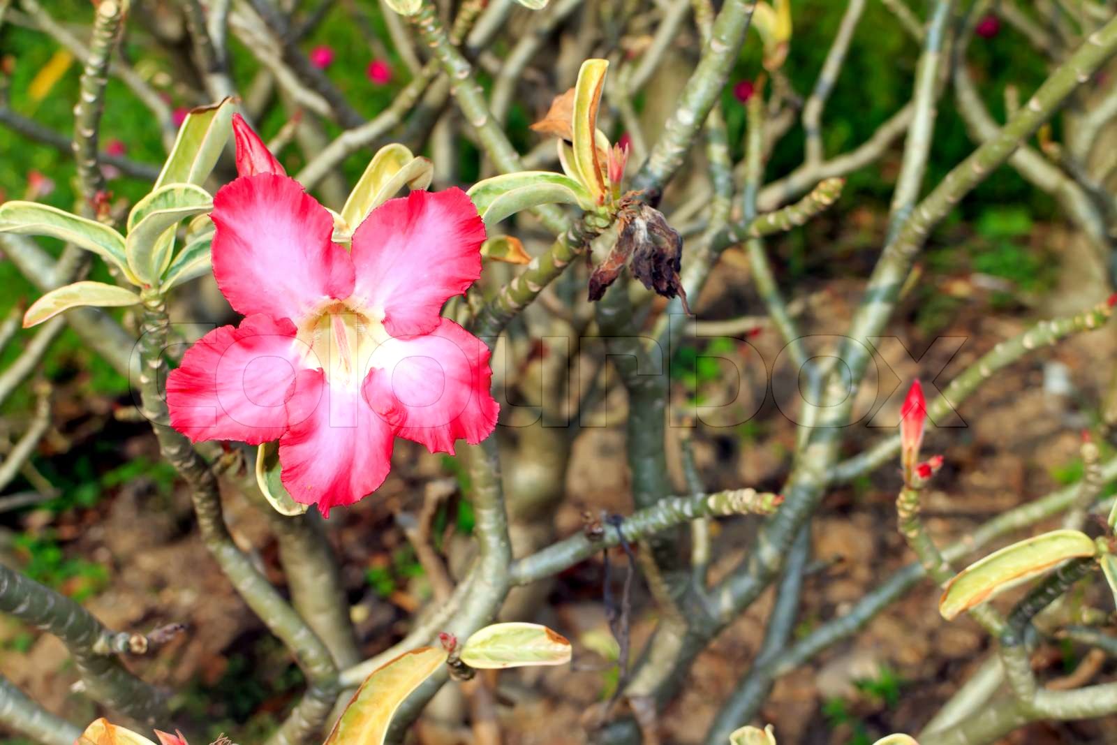 Adium x rote Blumen | Stock Bild | Colourbox