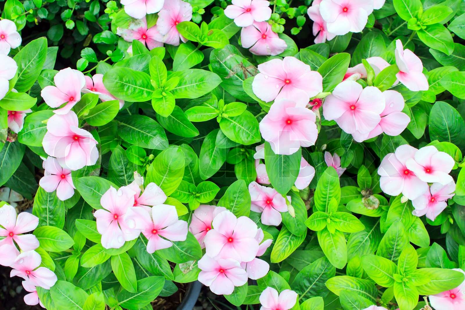 Pink Periwinkle | Stock image | Colourbox