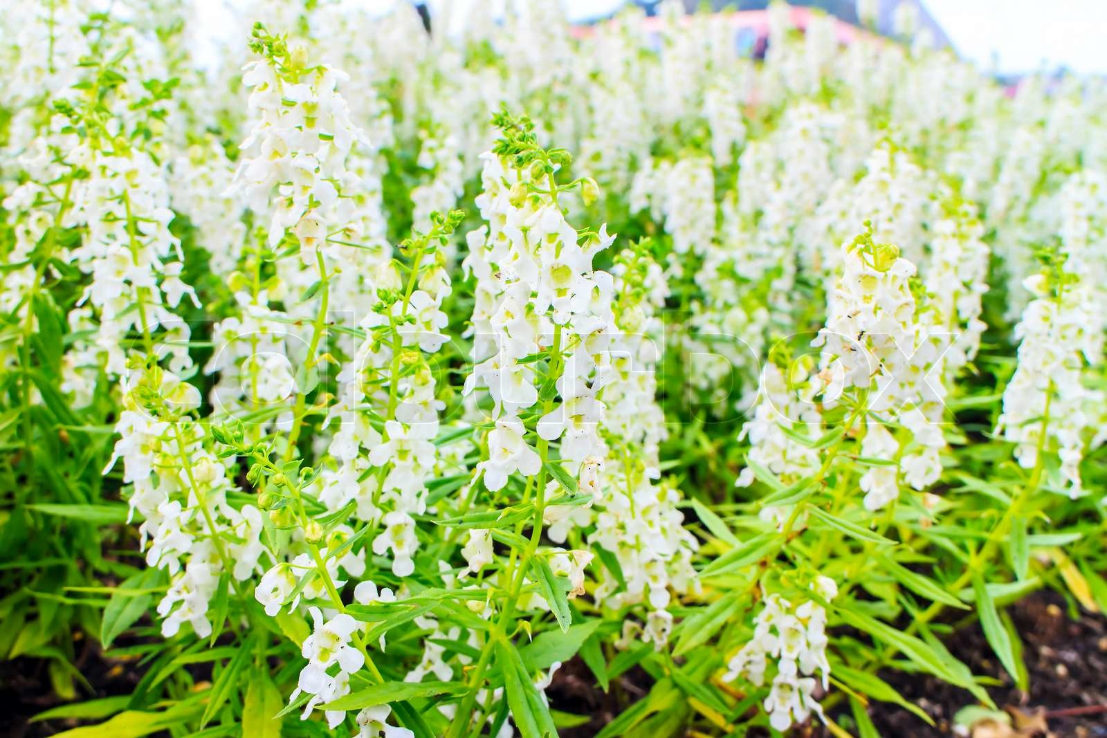 Forget me not thai | Stock image | Colourbox