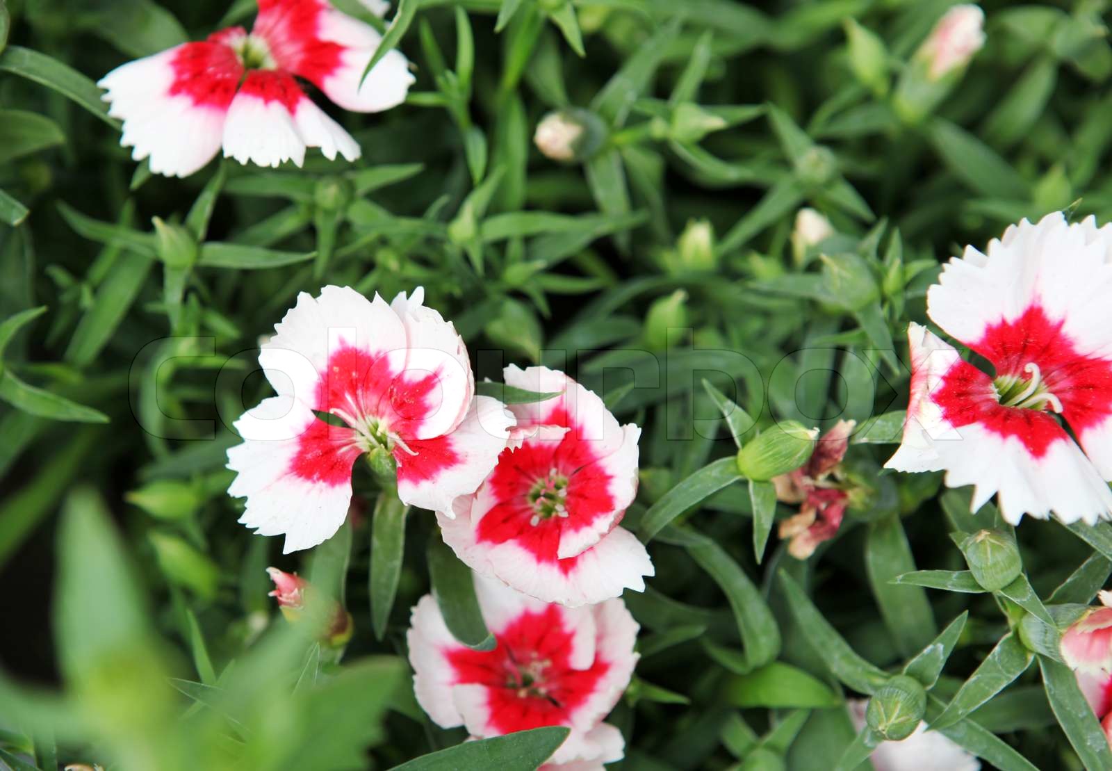 Blumen | Stock Bild | Colourbox