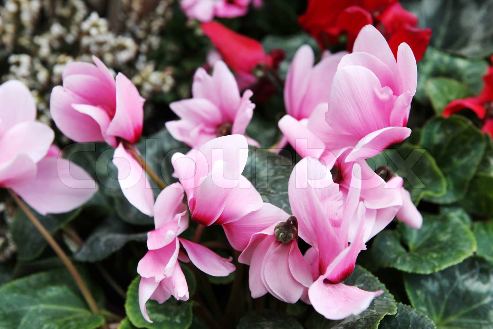 Blumen | Stock Bild | Colourbox