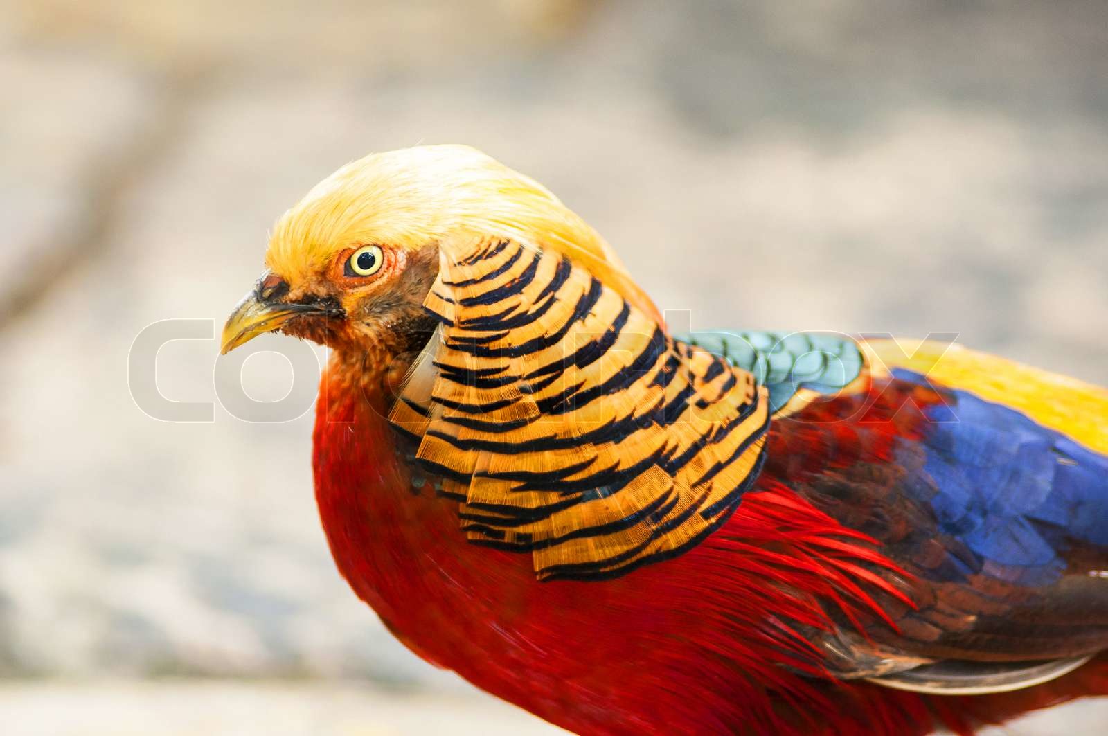 Yellow Pheasant