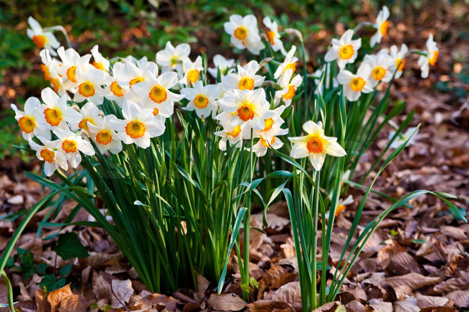 narcisser blomster | Stock foto | Colourbox