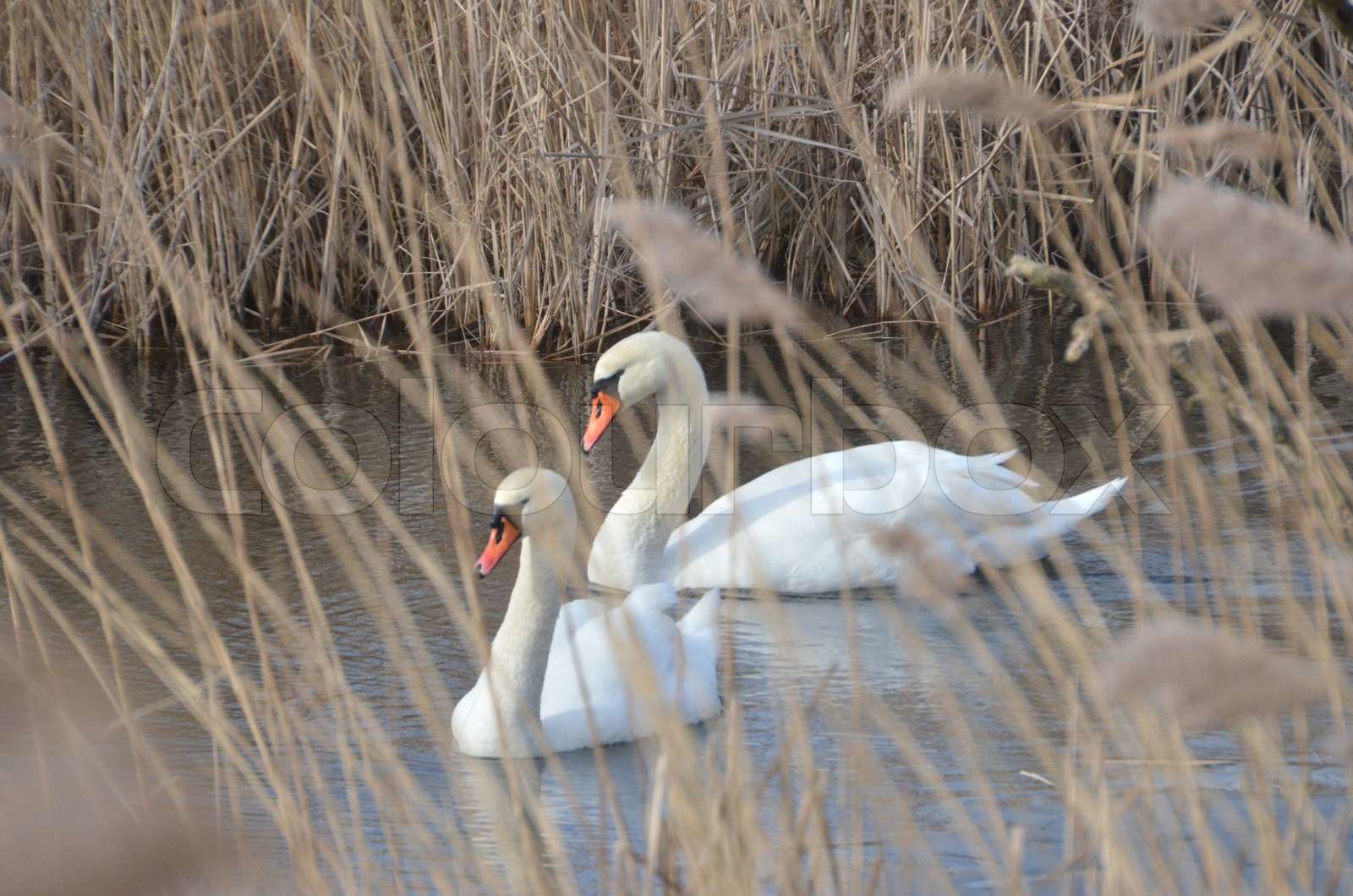 to hvide knop svaner svømmer i naturen i å med siv og strå | Stock foto ...