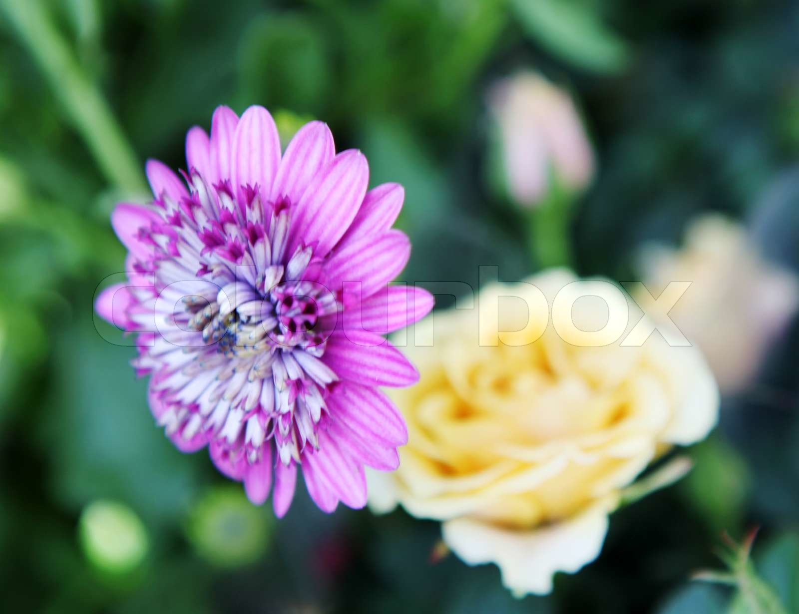 Blumen | Stock Bild | Colourbox