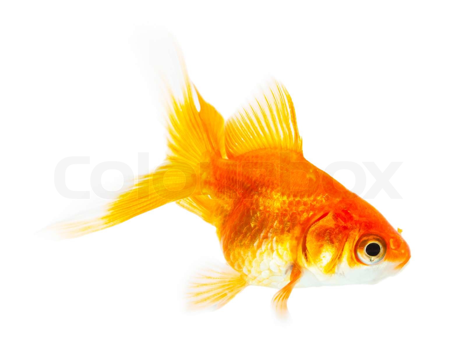 Gold-Fisch | Stock Bild | Colourbox