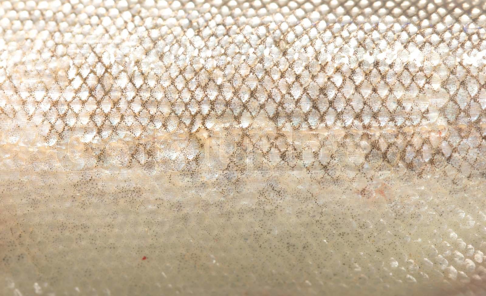 Fischschuppen | Stock Bild | Colourbox