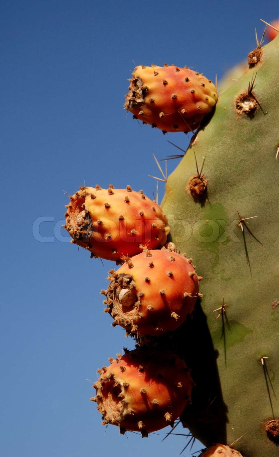 Cactus Fruit / Moroccan Figs | Stock image | Colourbox