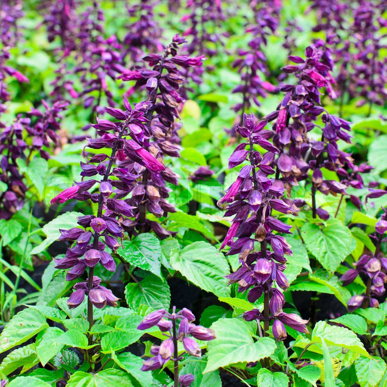 purple Labiatae flower | Stock image | Colourbox