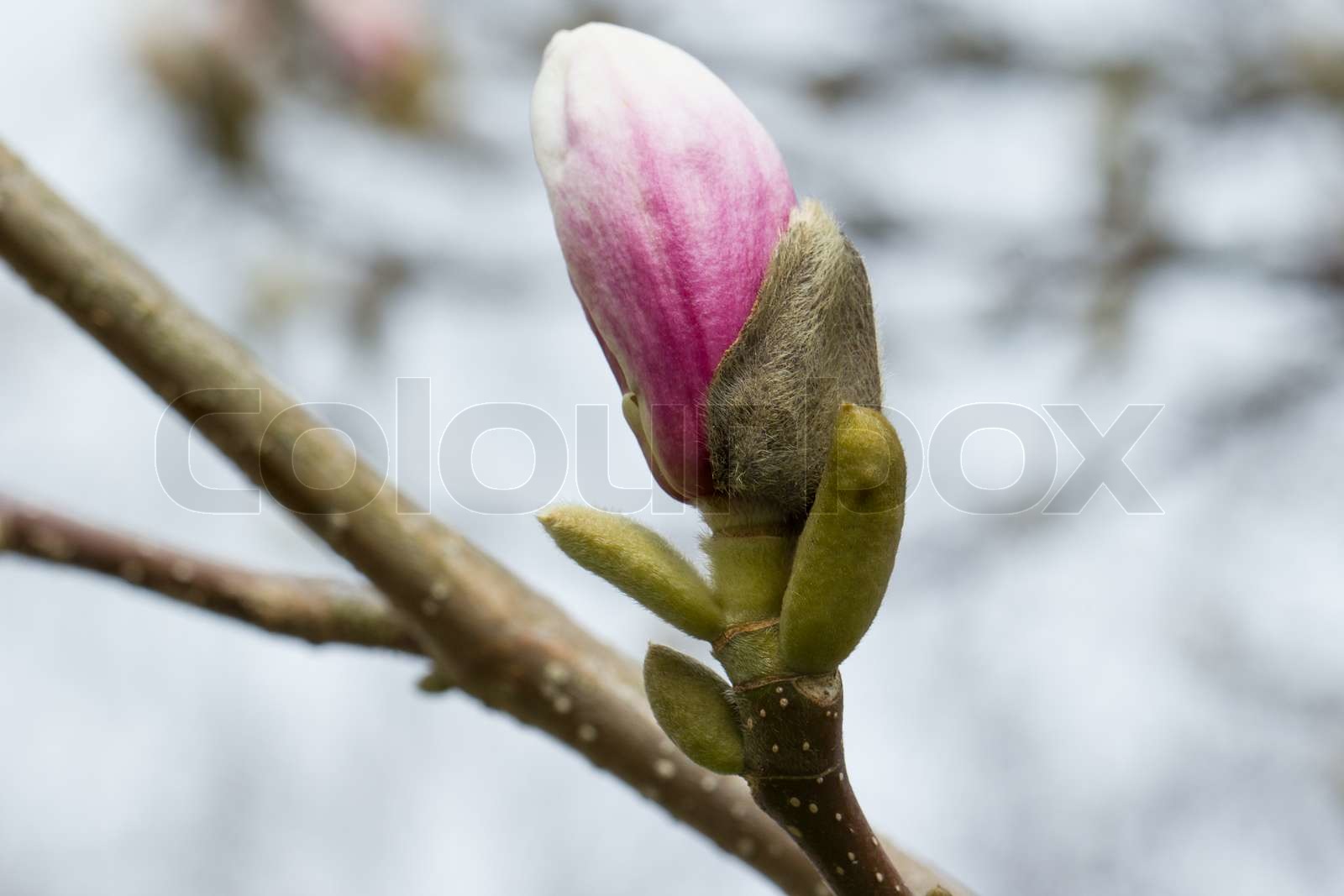 Magnolia knop | Stock foto | Colourbox