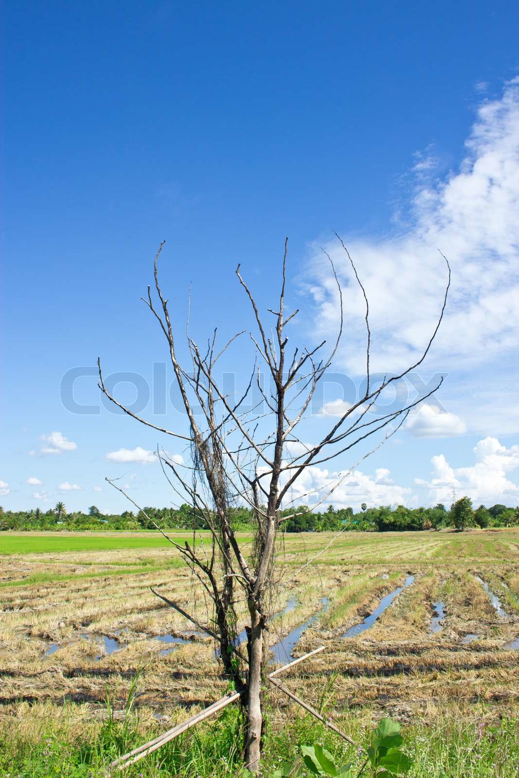 Standing dead tree beside the field | Stock image | Colourbox