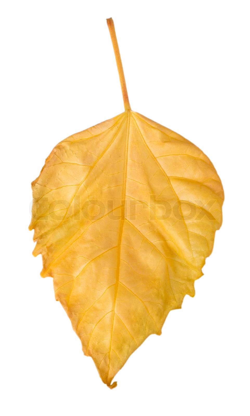 yellow leaf | Stock image | Colourbox