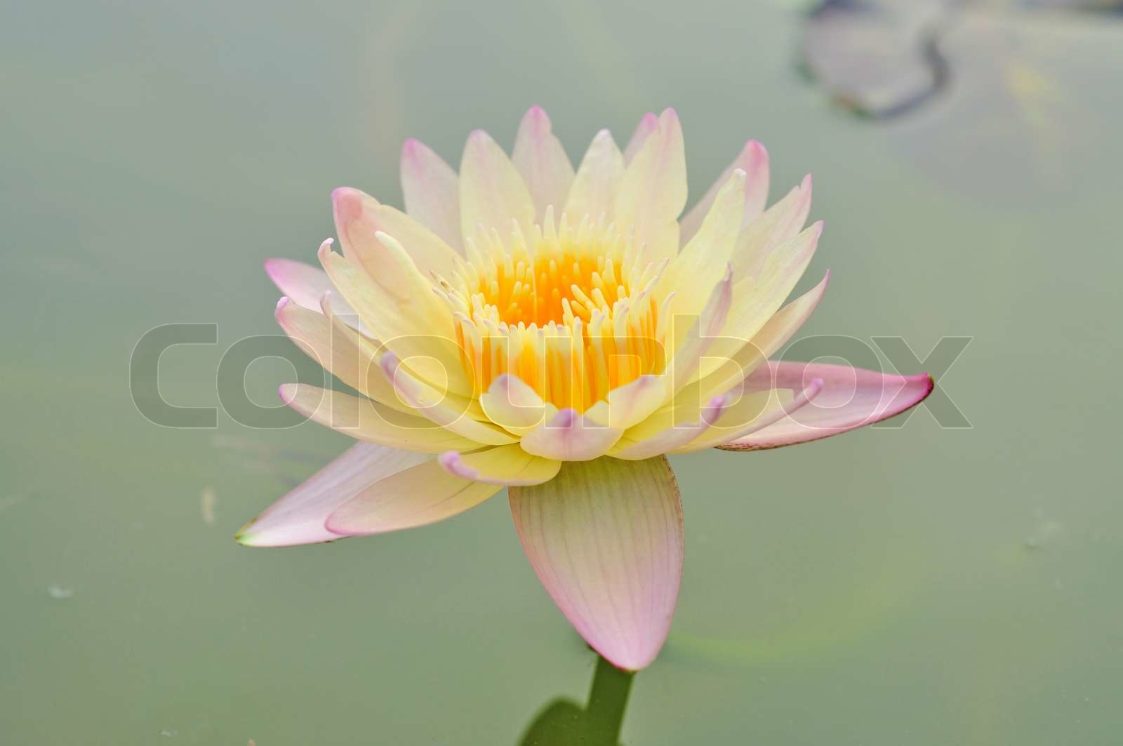 yellow lotus flower | Stock image | Colourbox