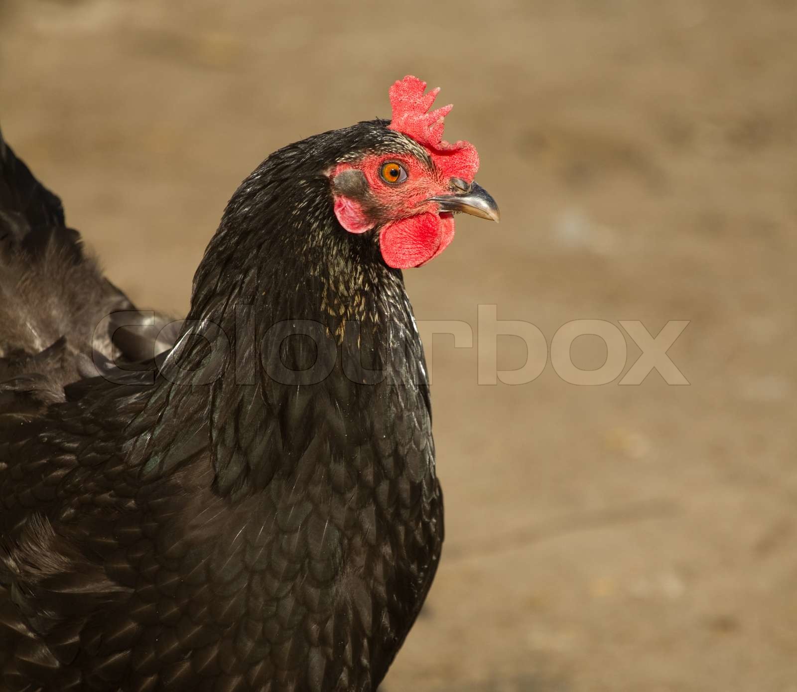 Portrait Huhn | Stock Bild | Colourbox
