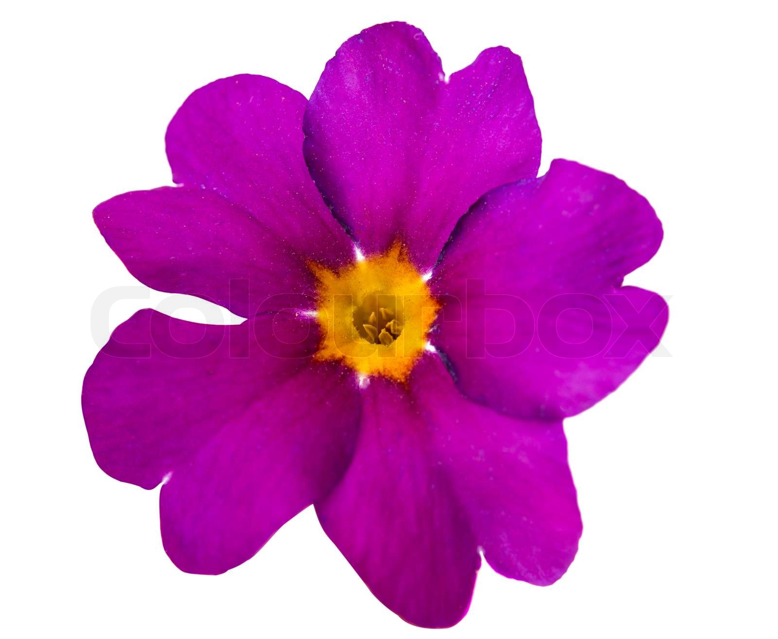 violet, blomst isoleret | Stock foto | Colourbox