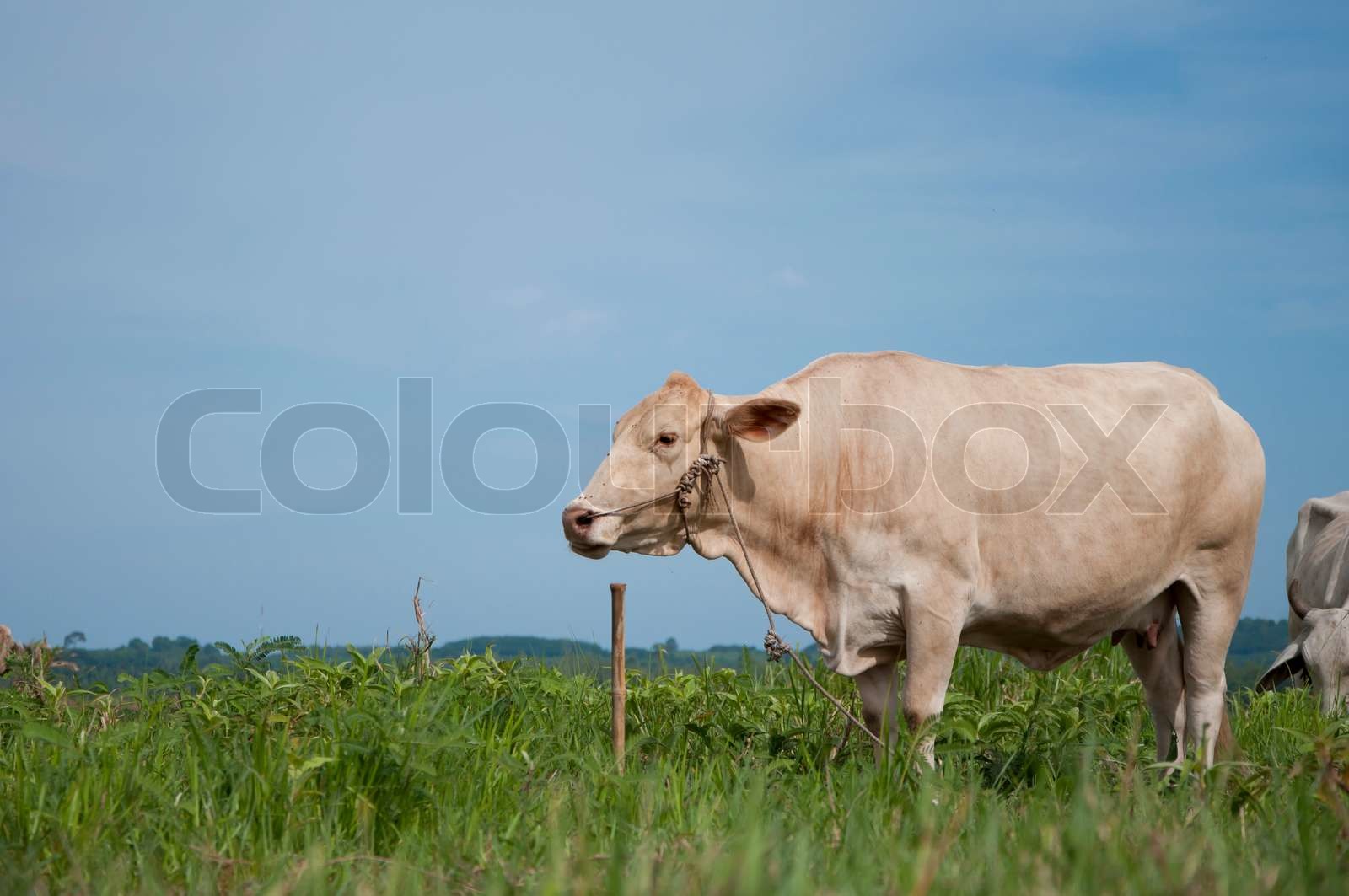 Asian cow | Stock image | Colourbox