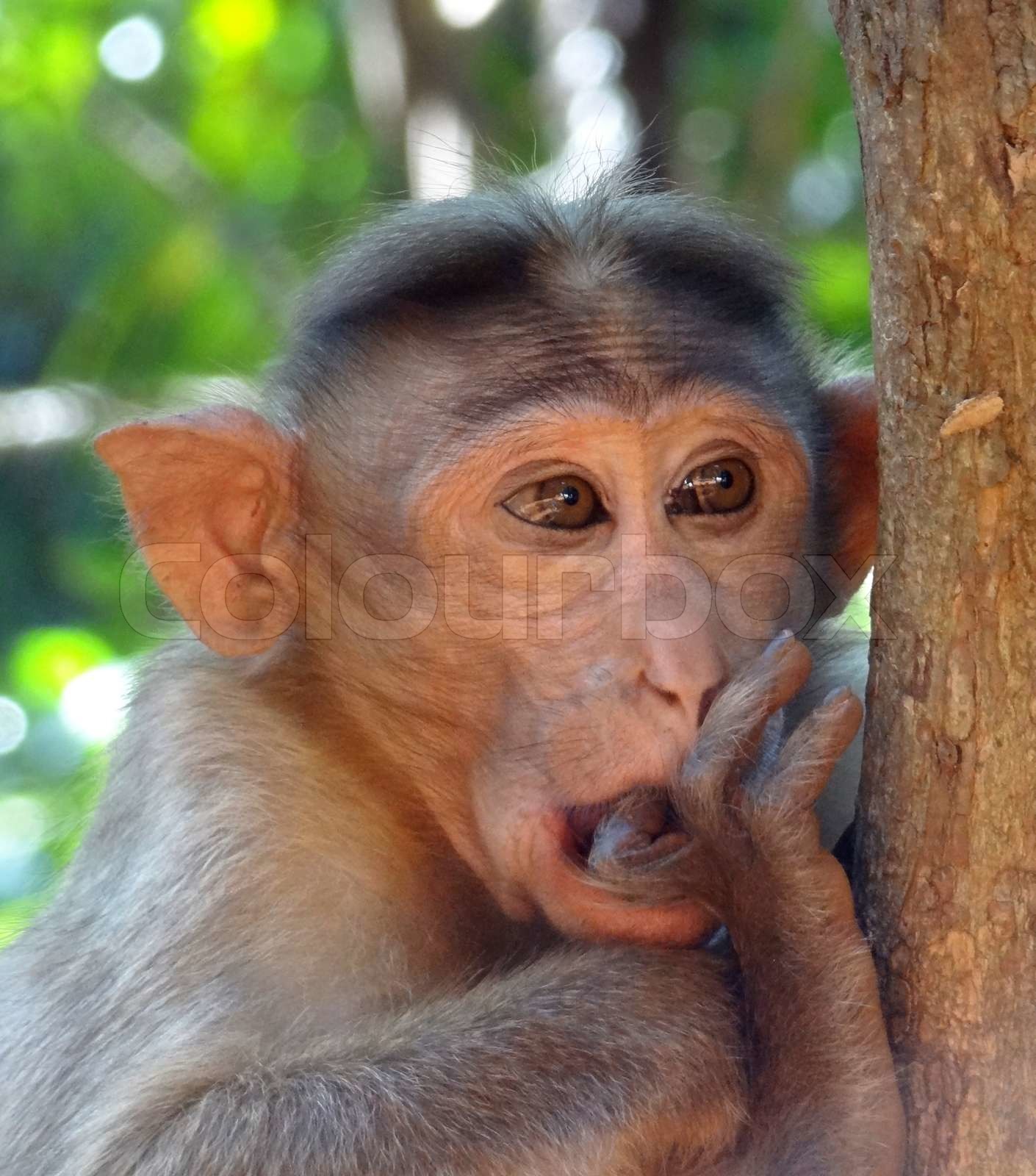 rhesus makak | Stock foto | Colourbox