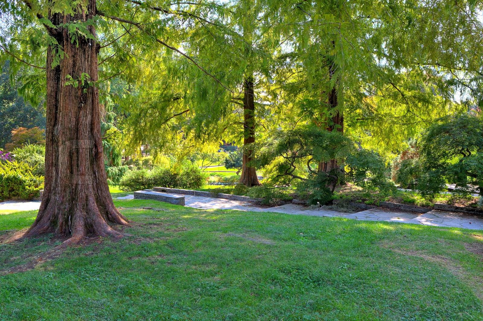 Big brown tree trunk on small green lawn among lush trees at botanical ...