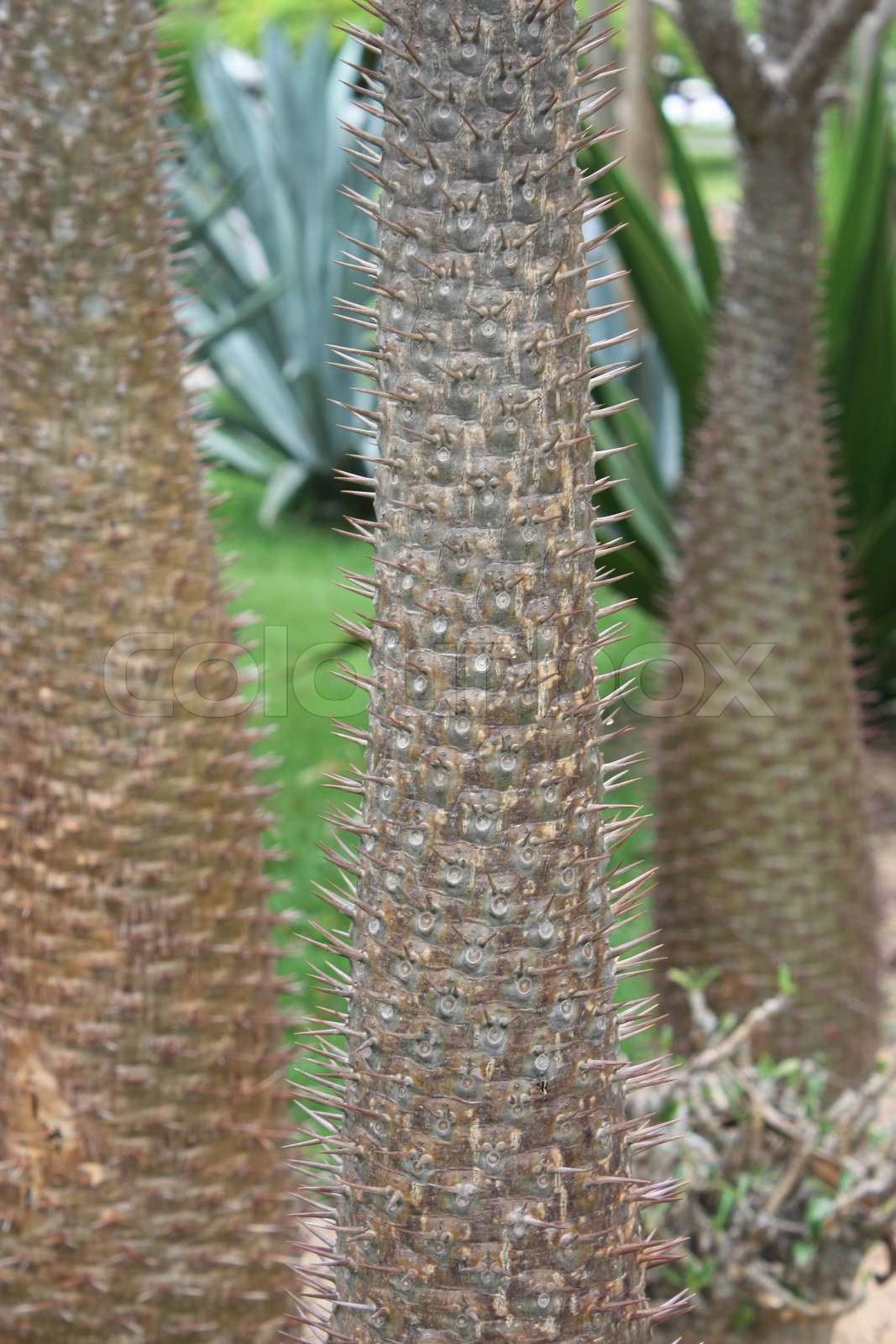 pachypodium lamerei or madagascar cactus | Stock image | Colourbox